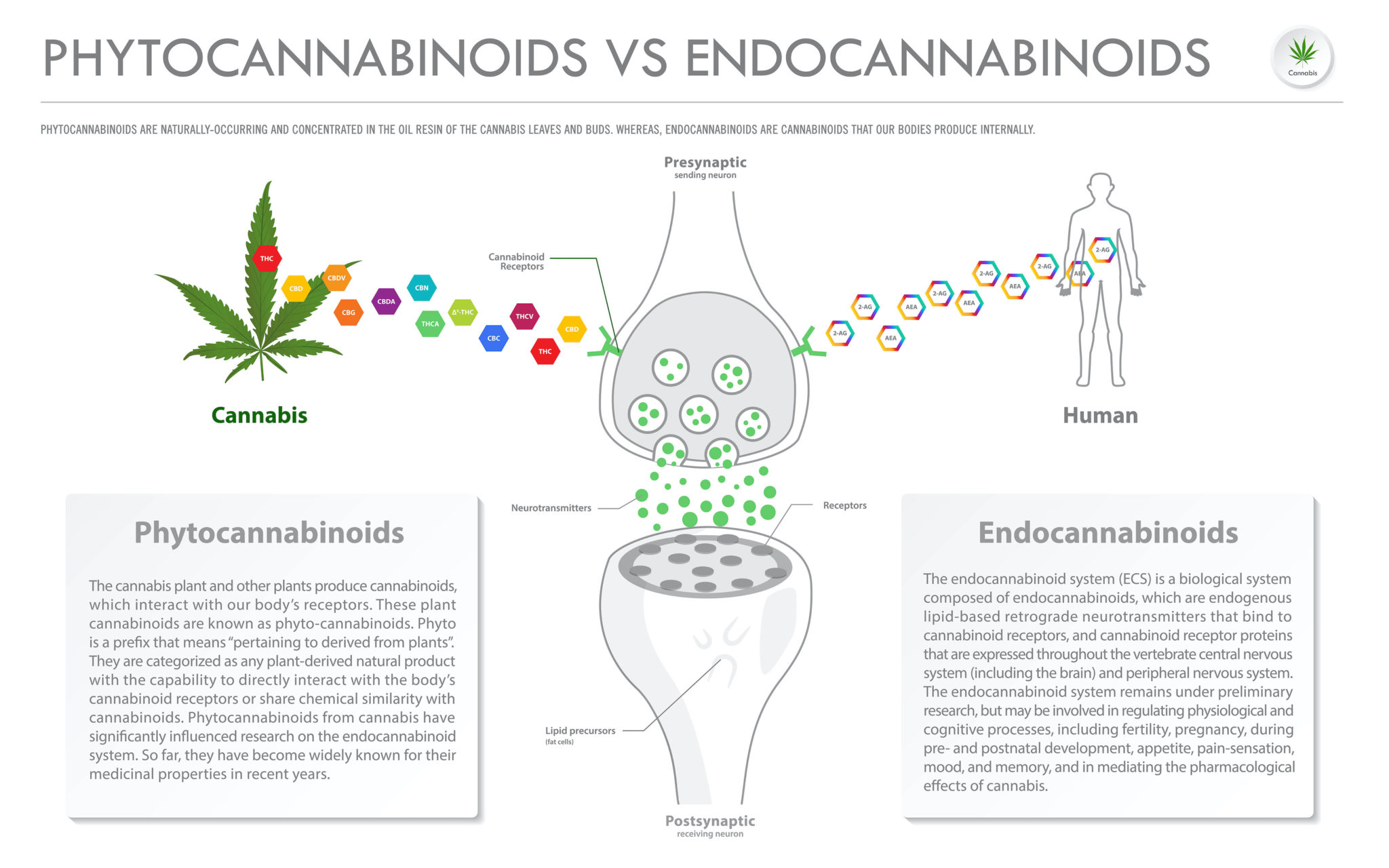 Endocannabinoids vs. Phytocannabinoids | Think About Cannabis