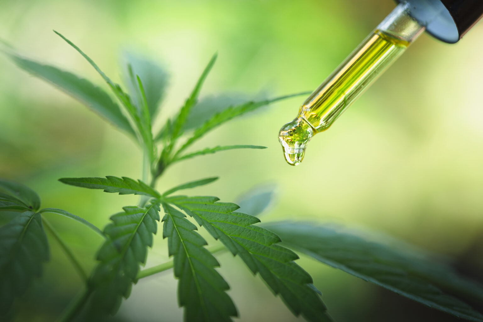 How Does CBD Differ From CBN Think About Cannabis how-does-cbd-differ-from-cbn-think-about-cannabis
