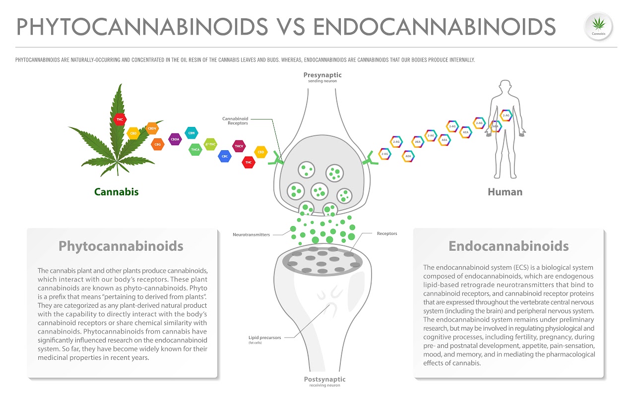 Cannabinoids | Think About Cannabis